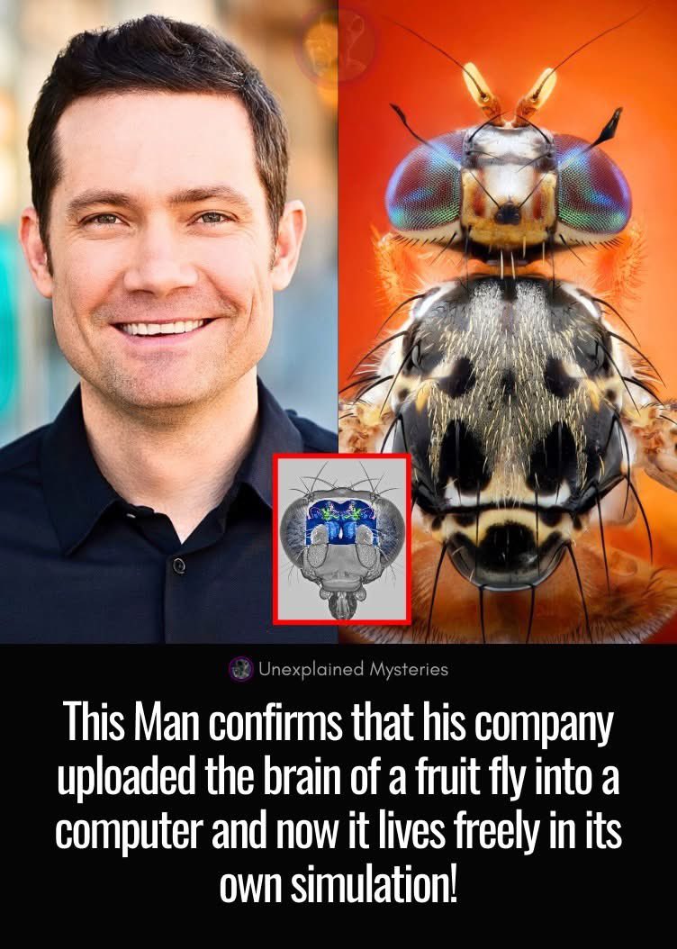 This Man confirms that his company uploaded the brain of a fruit fly ...