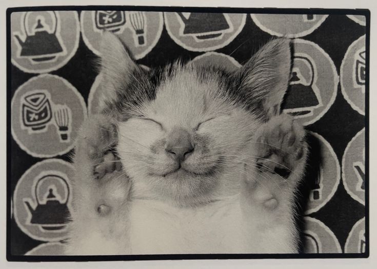 Sasuke*. Photographer: Masahisa Fukase, 1977. Collection: Masahisa ...