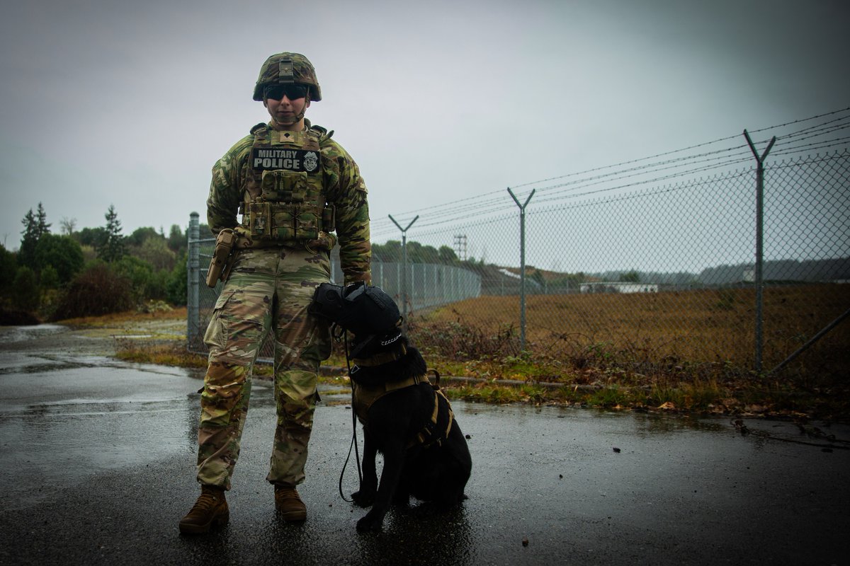 Doggles, on Military Working Dogs from the 95th Military Police ...