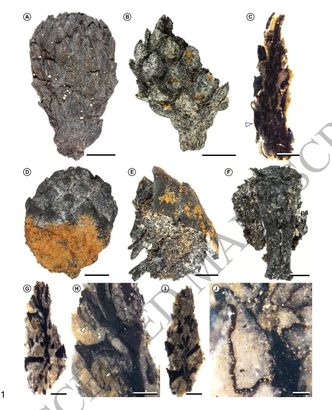 Revisiting the enigmatic Cheirolepidiaceae: origins, phylogenetic ...