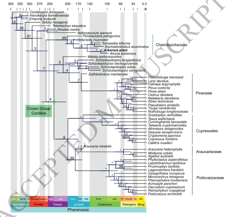 Revisiting the enigmatic Cheirolepidiaceae: origins, phylogenetic ...