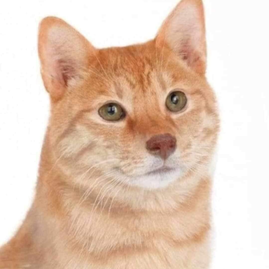Punch Cat (@PunchingCat) / Posts / X
