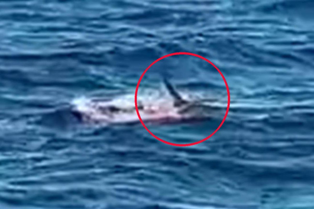 The ocean turned savage in a single snap. In 1985, Shirley Ann Durdin ...