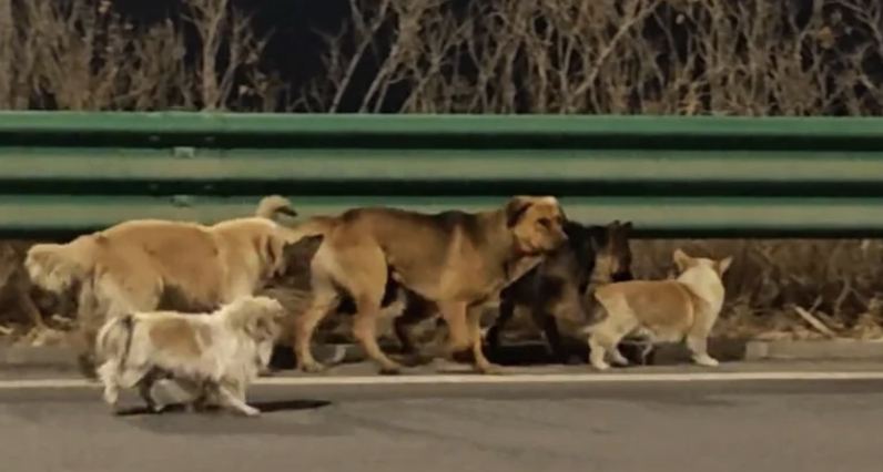NEW: Hero corgi DaPang goes viral after leading six escaped dogs safely ...