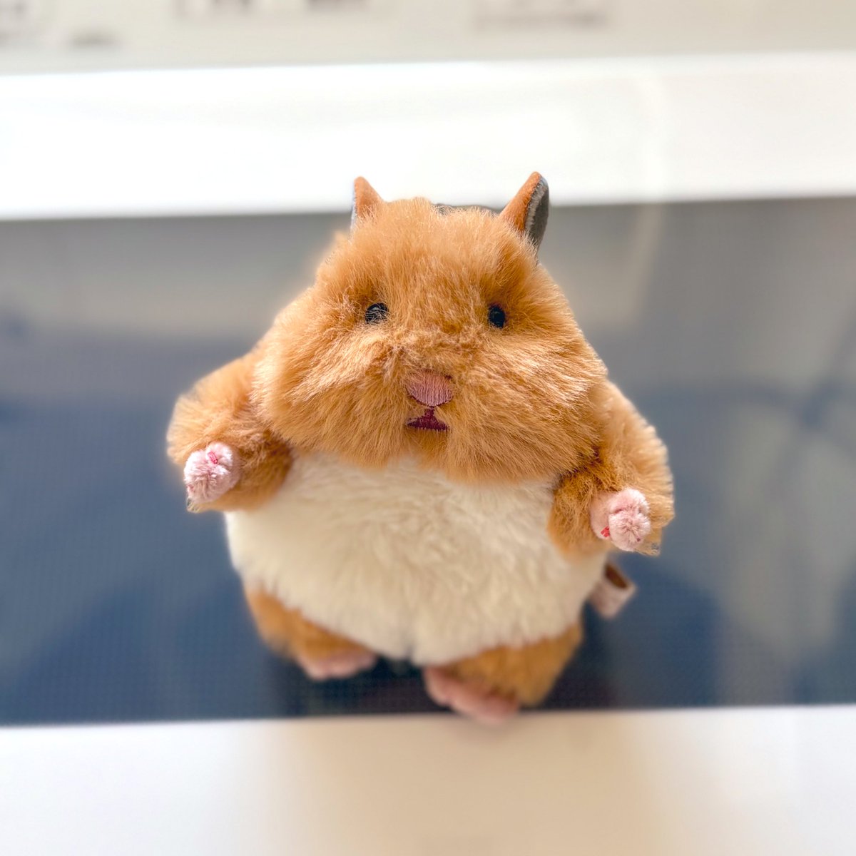 なんと‼️ 地元のお店で野生のはむにぎり捕獲‼️凉 ️‍ まさかいるわけないよね~~なんて思ってたら、他のぬいに埋もれて1匹だけこの子が‼️ ...