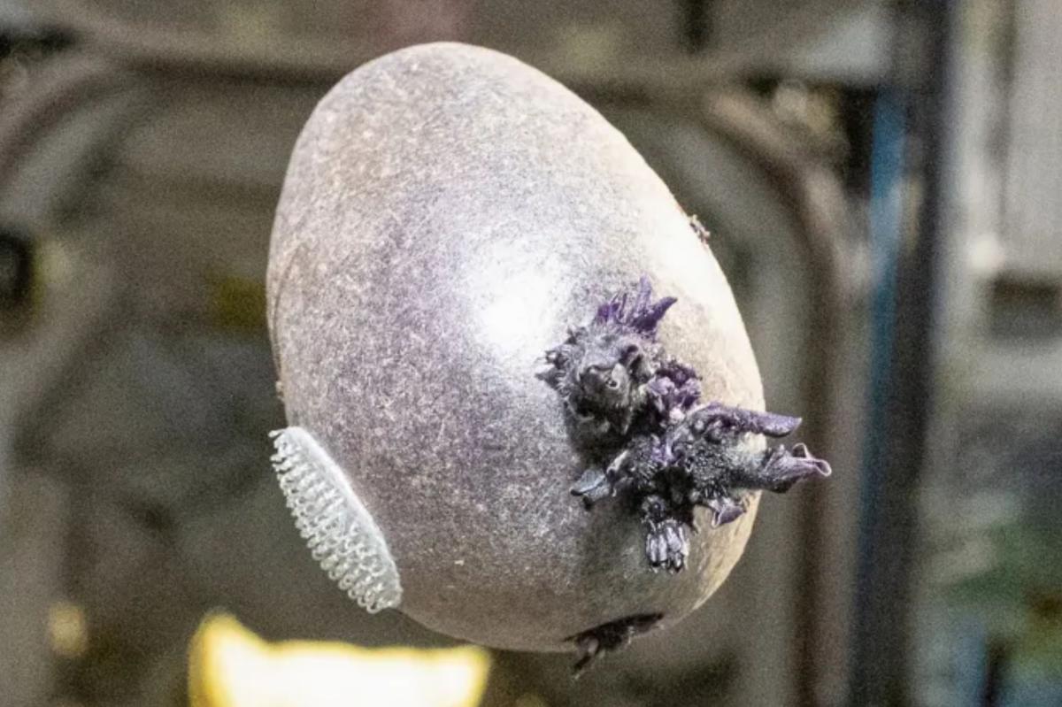 An image of a tentacled growth in space has caused an uproar online ...