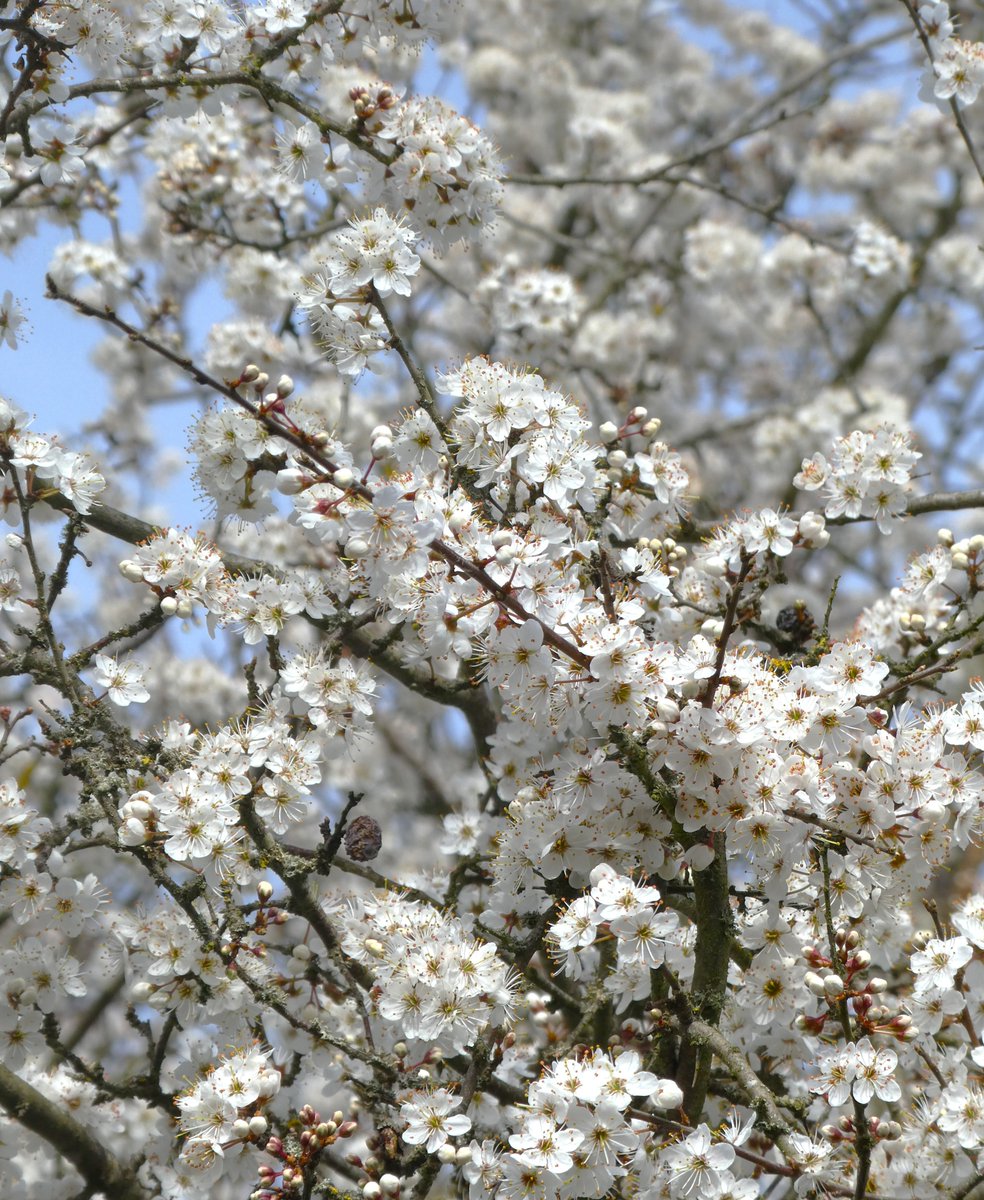 Clouds of snowy perfection - blackthorn is approaching peak blossom🤍 It ...