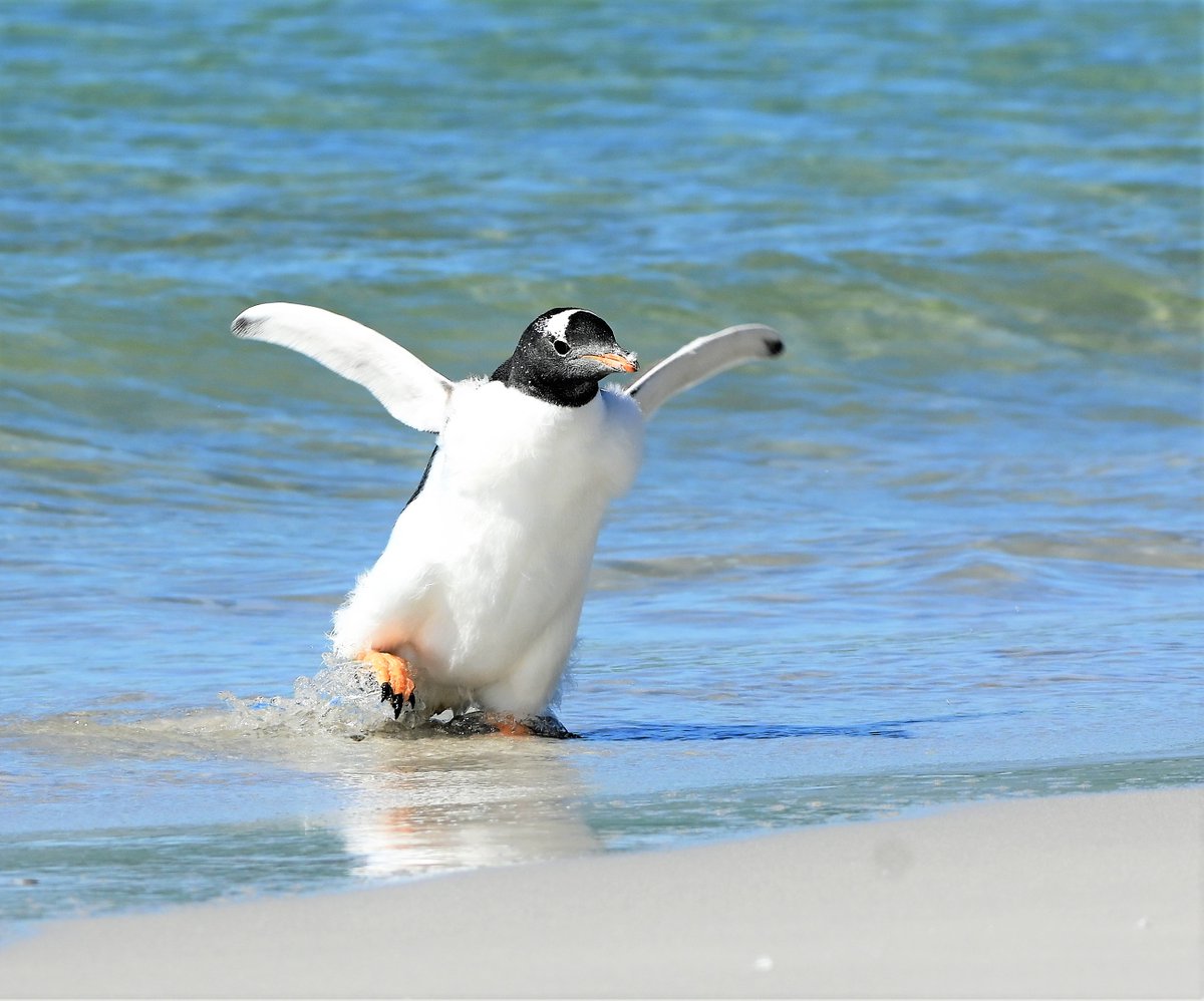 Here's the ultimate Falklands-style penguin surf session-no wetsuits ...