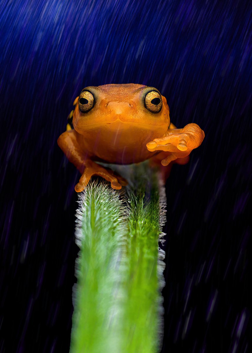 One of the rarest frog in the world. Found only within 3 sq km on the ...