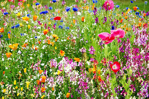 Wild Flower Meadows https://t.co/S0PFglMX1z https://t.co/PBetQF1mc1