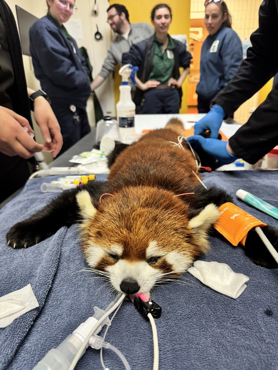 Our female red panda, Little Mebo, recently completed her annual ...