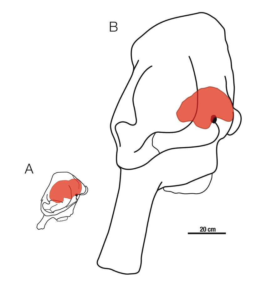 I still wanted to focus on the P. falconeri fauna though, not just ...