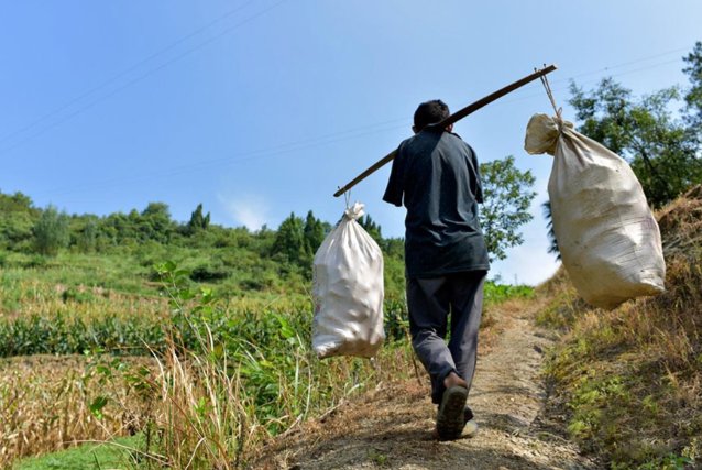 🚨 THE CHINESE FEET FARMER STORY.... Chen Xinyin was born in a poor ...