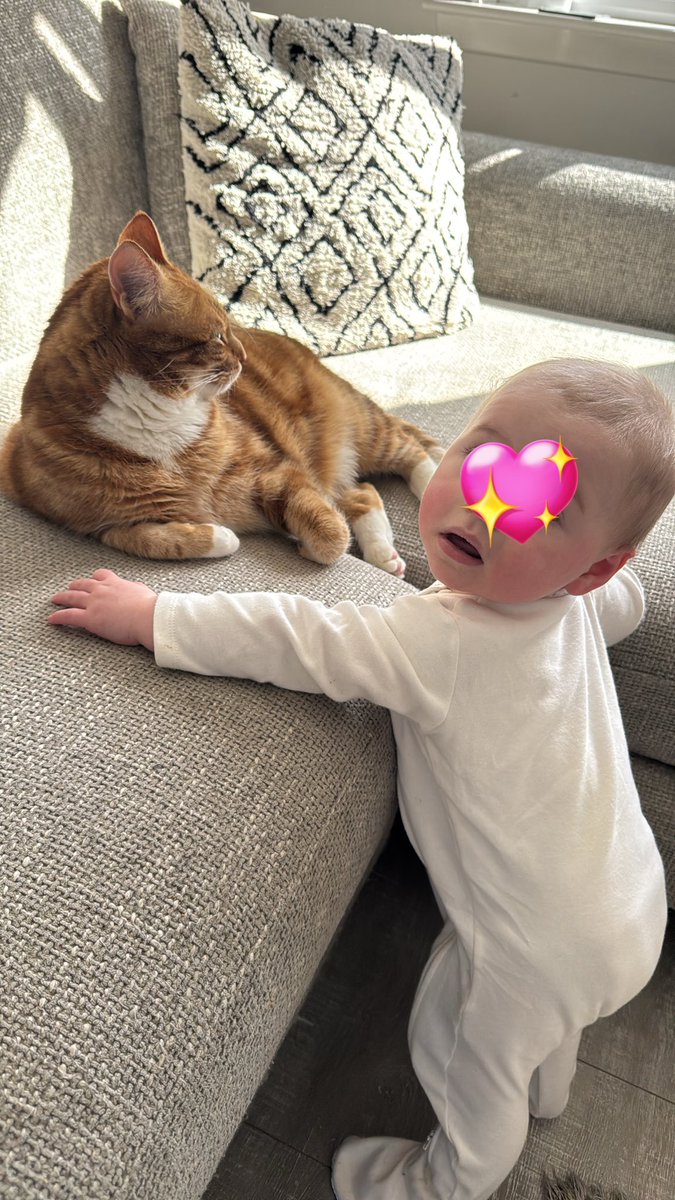 Cedric The Cat (@cat_cedric) / Posts / X