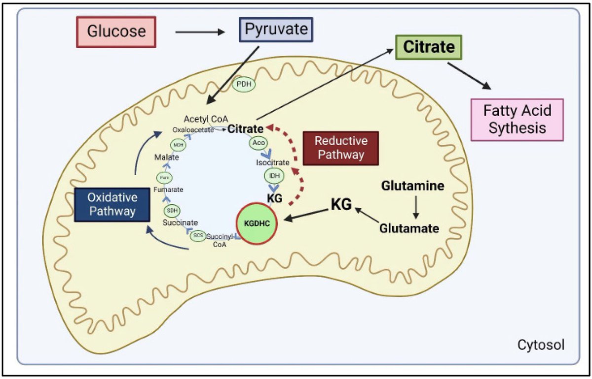 #5 αKetoglutarate αKG is a molecule our body's naturally form in the ...