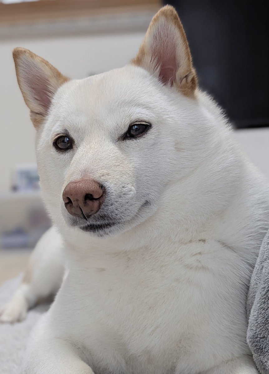 白柴犬まんまる (@shiba_manmaru) / Posts / X