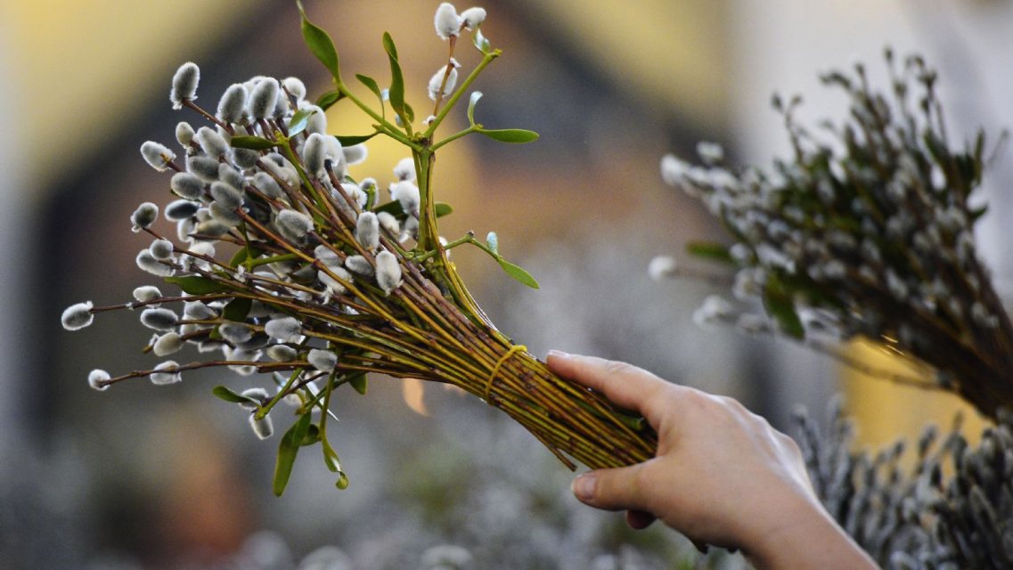 It’s not me striking – it’s the willow. Birds of the USF struck ...