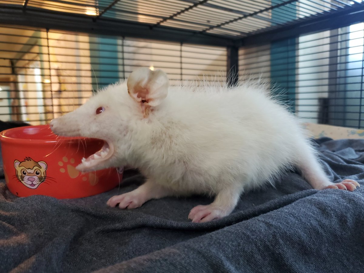 #possums #Possum_Daily https://t.co/ech8tIOoXO