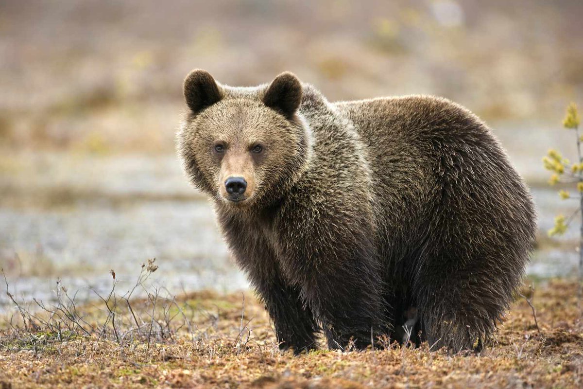 In the movie, The Revenant, the famous bear attack scene with Leonardo ...