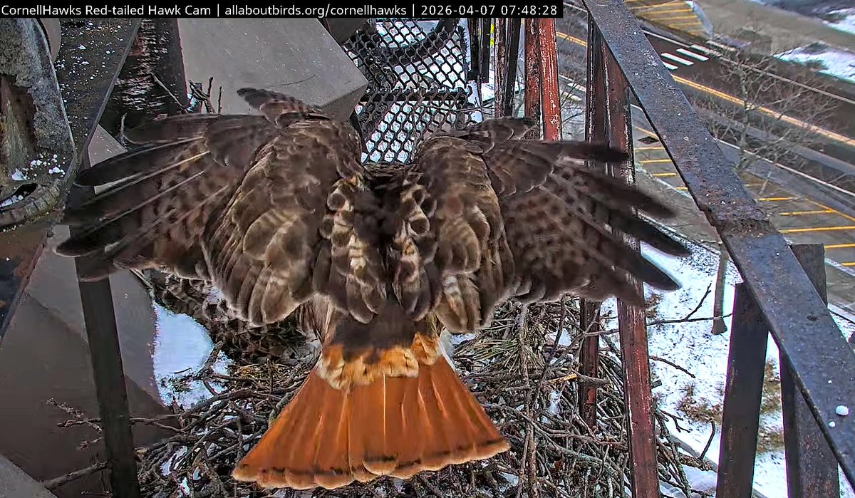 4/7/26 BR spotted from Fixed Cam w/wide swoop over the Athletic Field ...