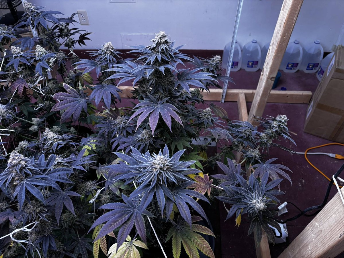 Best POV in the house 🌿💜 📸 Purple Oreoz F1 by Kennet Swann