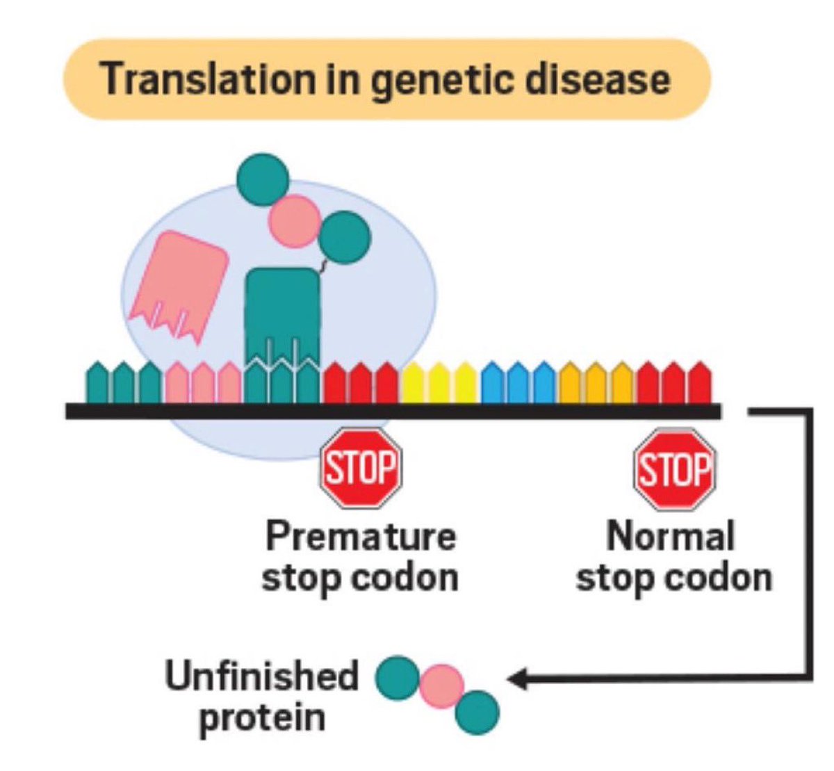 3/Transfer RNA - tRNA binds itself to a codon and transfer the amino ...