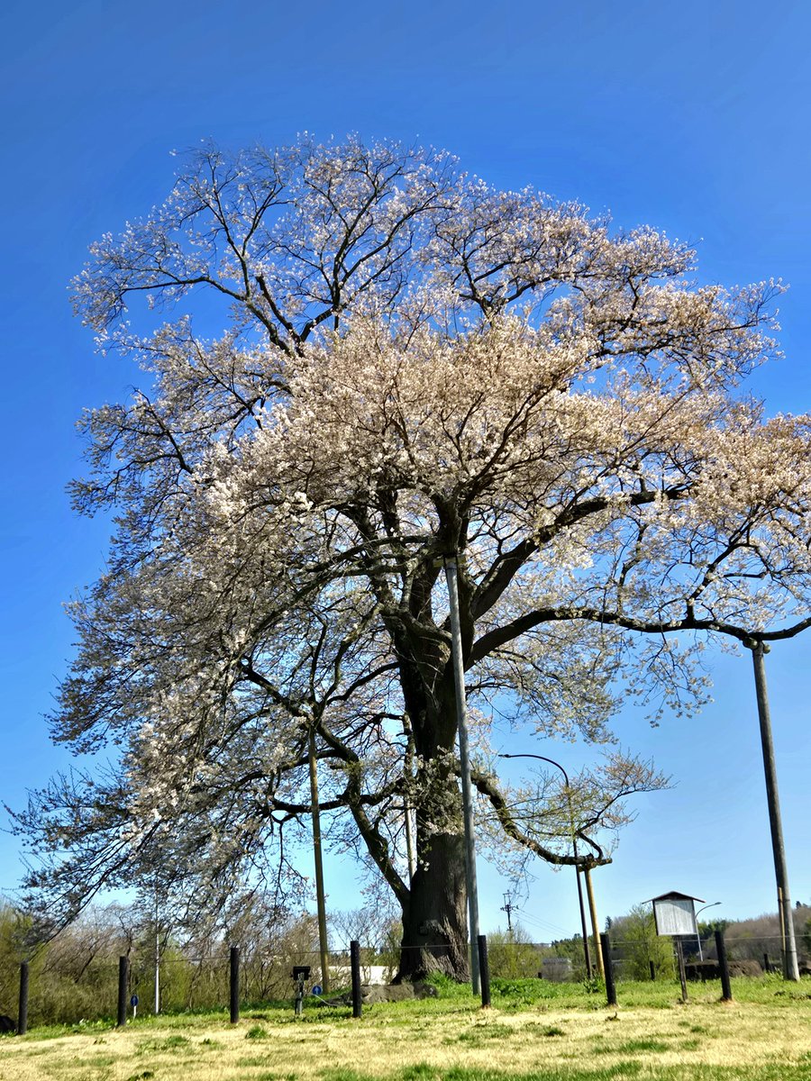 安達道の駅の大きい桜 散りはじめ あと数日早かったら凄い見ごたえだったろうな ️ https://t.co/T8VcBPC0sN