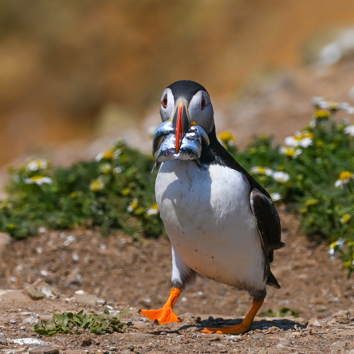 Today is International Puffin Day, celebrating the arrival of Atlantic ...