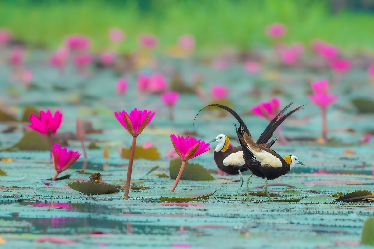 @Artcrush Birds of India Durgapur, India @Rai_nef_ @photosbyswati https ...