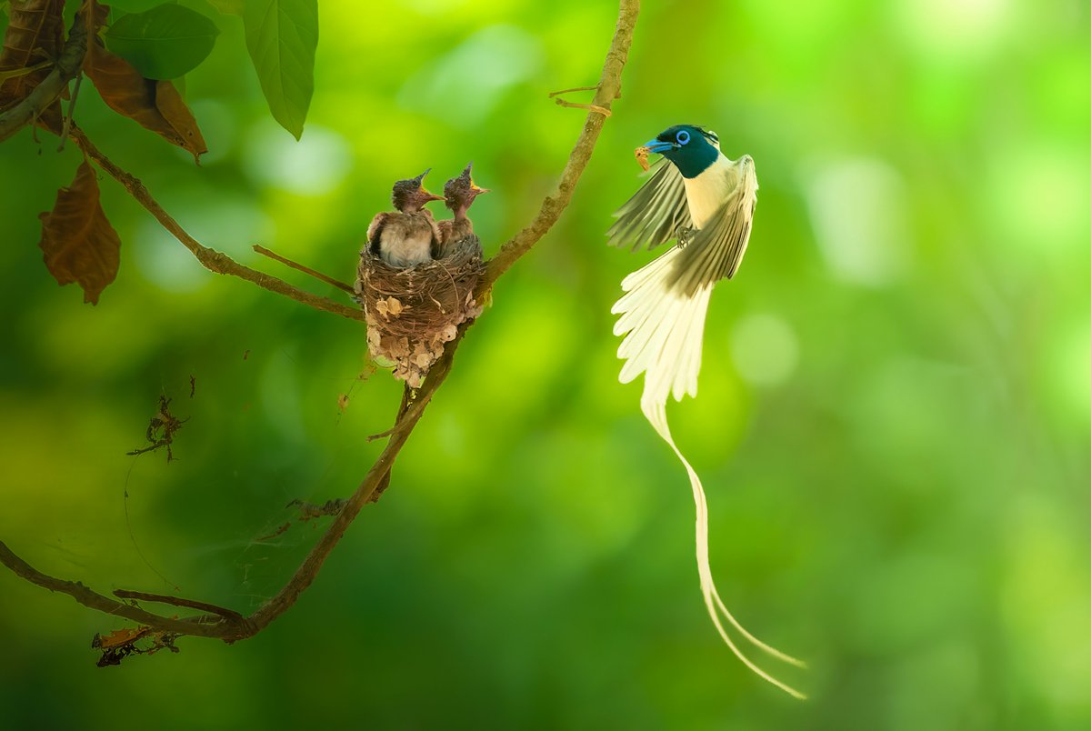 @Artcrush Birds of India Durgapur, India @Rai_nef_ @photosbyswati https ...