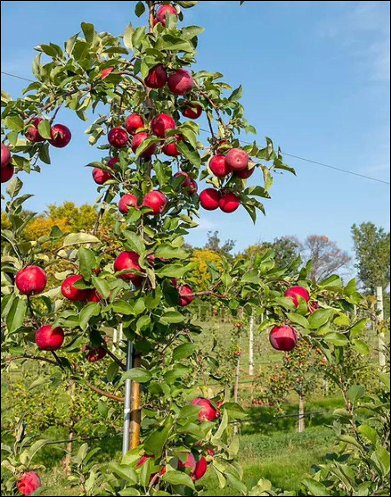 🚨Andhra govt evaluating apple cultivation after Rayalaseema farmer ...