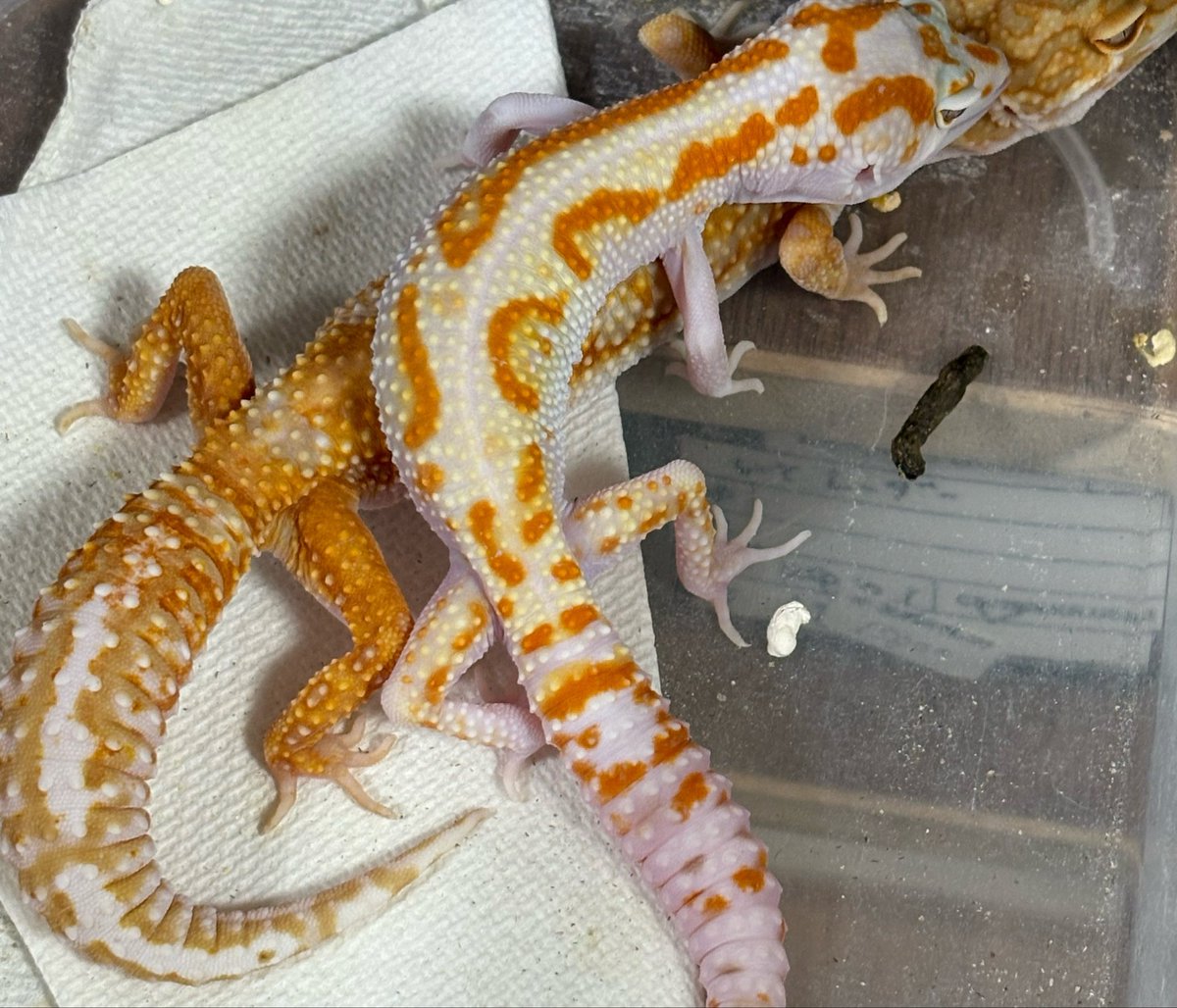 GRK;REPTILES (@grk_reptiles) on X