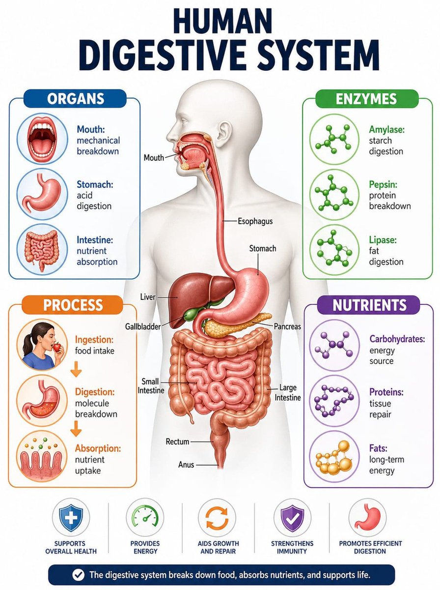 How your body turns food into energy 🍎
