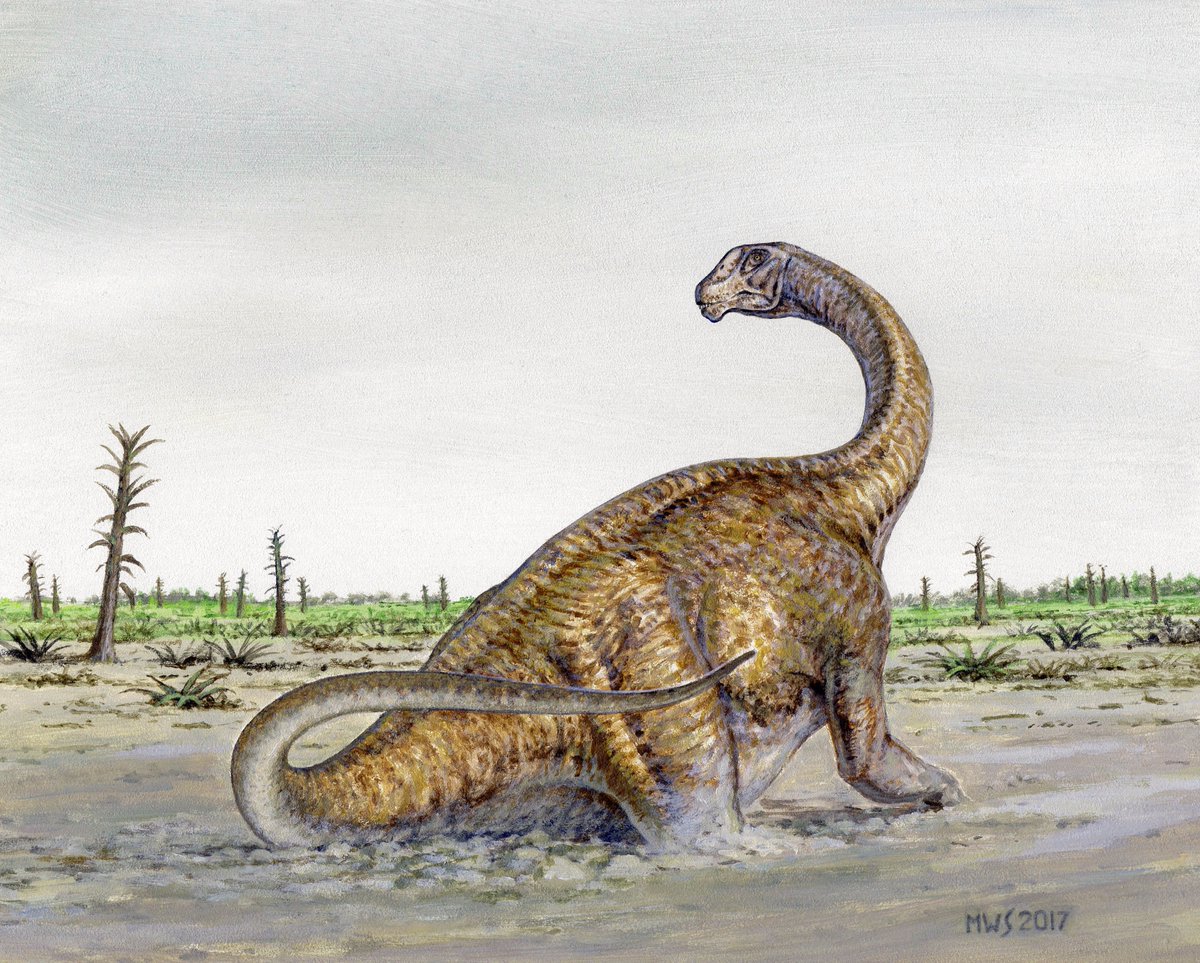 🚨NEW STUDY DROP🚨 New Macronarian sauropod from Jurassic Argentina is ...