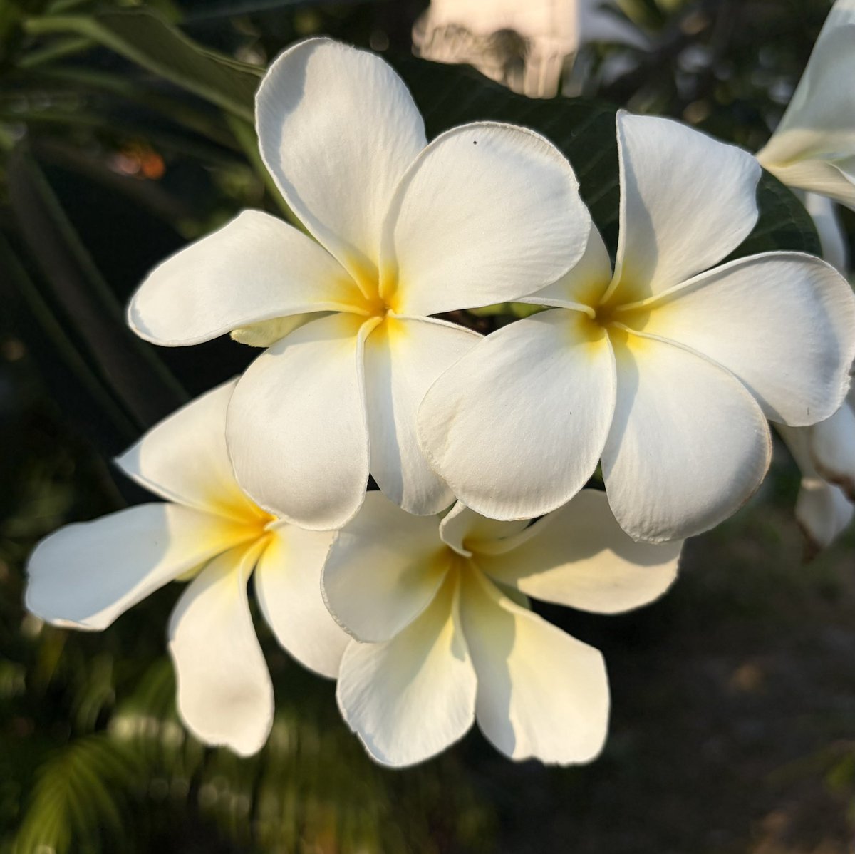 อุดอู้ในห้องทั้งวัน หนีมาเดินชมนกชมไม้ค่อยสดชื่นหน่อยค่ะ
