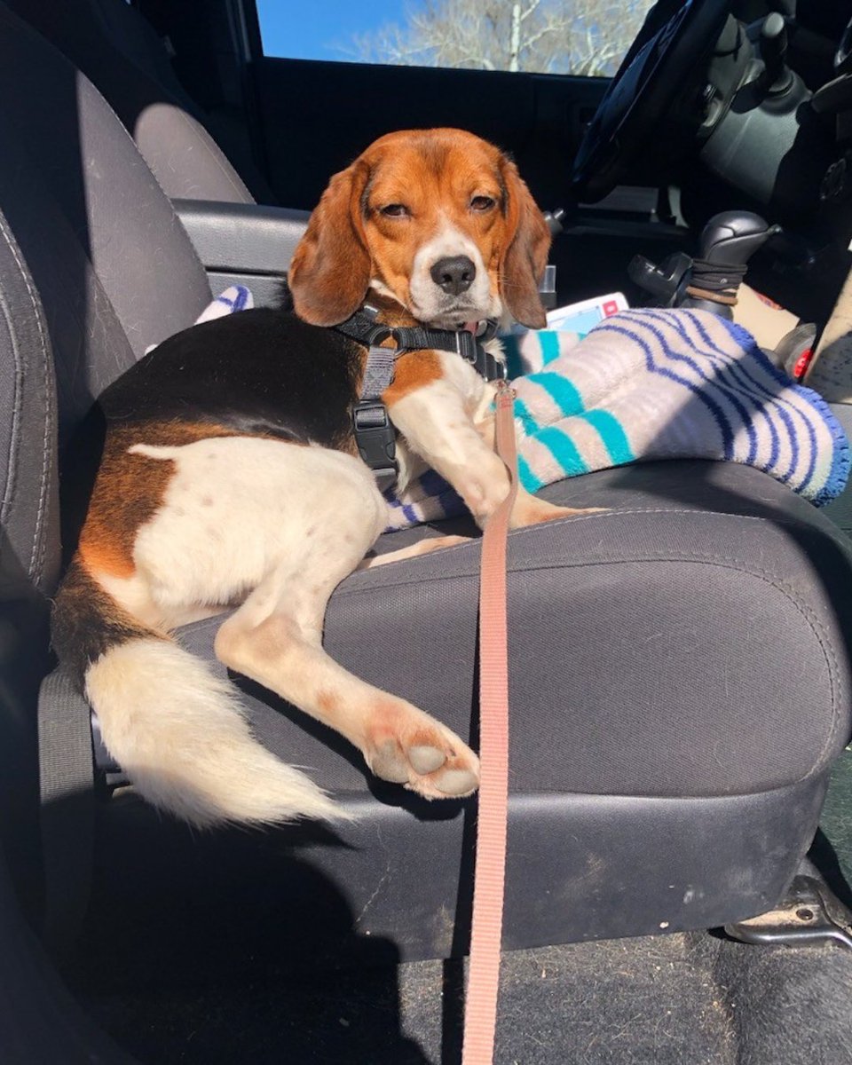 ADOPT STANLEY ️ Tiny beagle, huge heart. He's sweet, snuggly, & loves ...