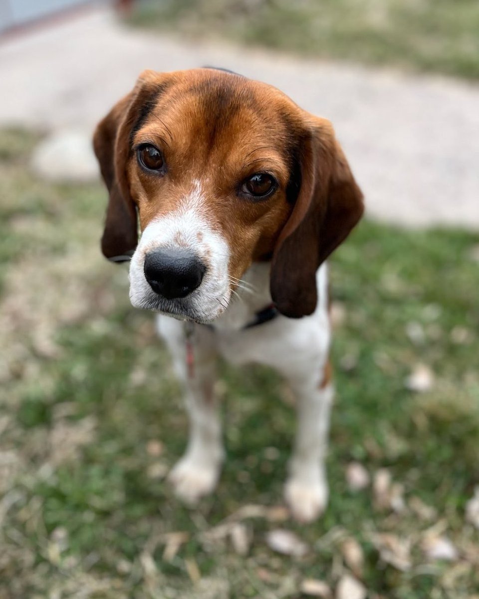 ADOPT STANLEY ️ Tiny beagle, huge heart. He's sweet, snuggly, & loves ...