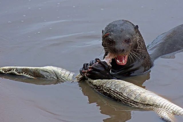 A giant river otter devouring a caiman that it killed. They can kill ...