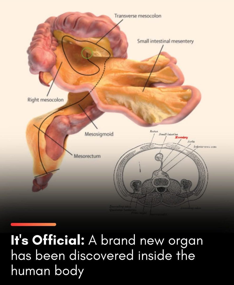 A new organ has officially been discovered in the human body ...