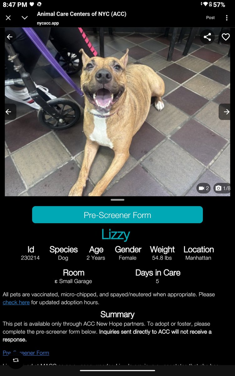 LIZZY 勺 #230214 2yr old Girl 勺 #Nycacc Lizzy is a beautiful girl surr ...