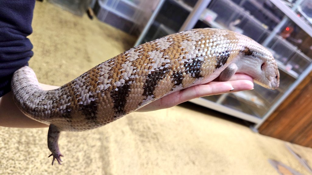 キタアオジタトカゲ 超デカデカサイズ、全長50㌢は超えているフルアダルトのJPCB個体が本日入荷🦎 #キタアオジタトカゲ #アオジタトカゲ ...