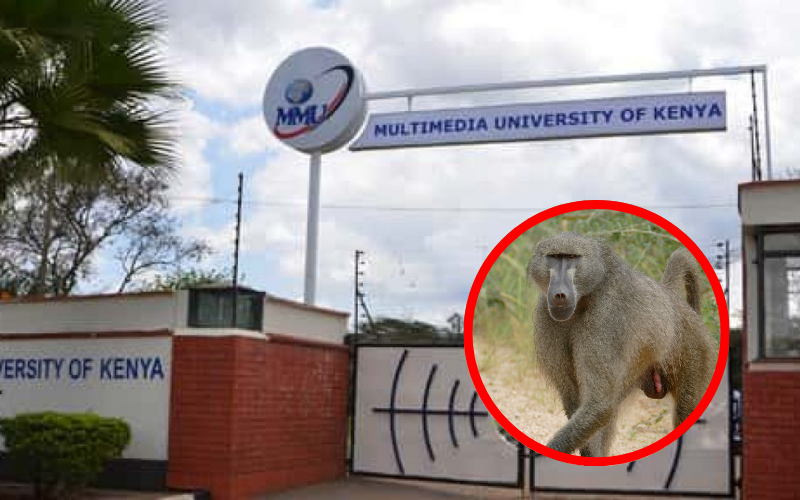 Chaos erupted at Multimedia University (MMU) Rongai campus when a troop ...