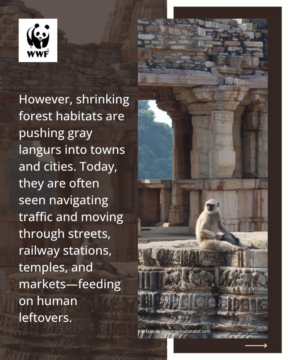 WWF-India (@WWFINDIA) / Posts / X