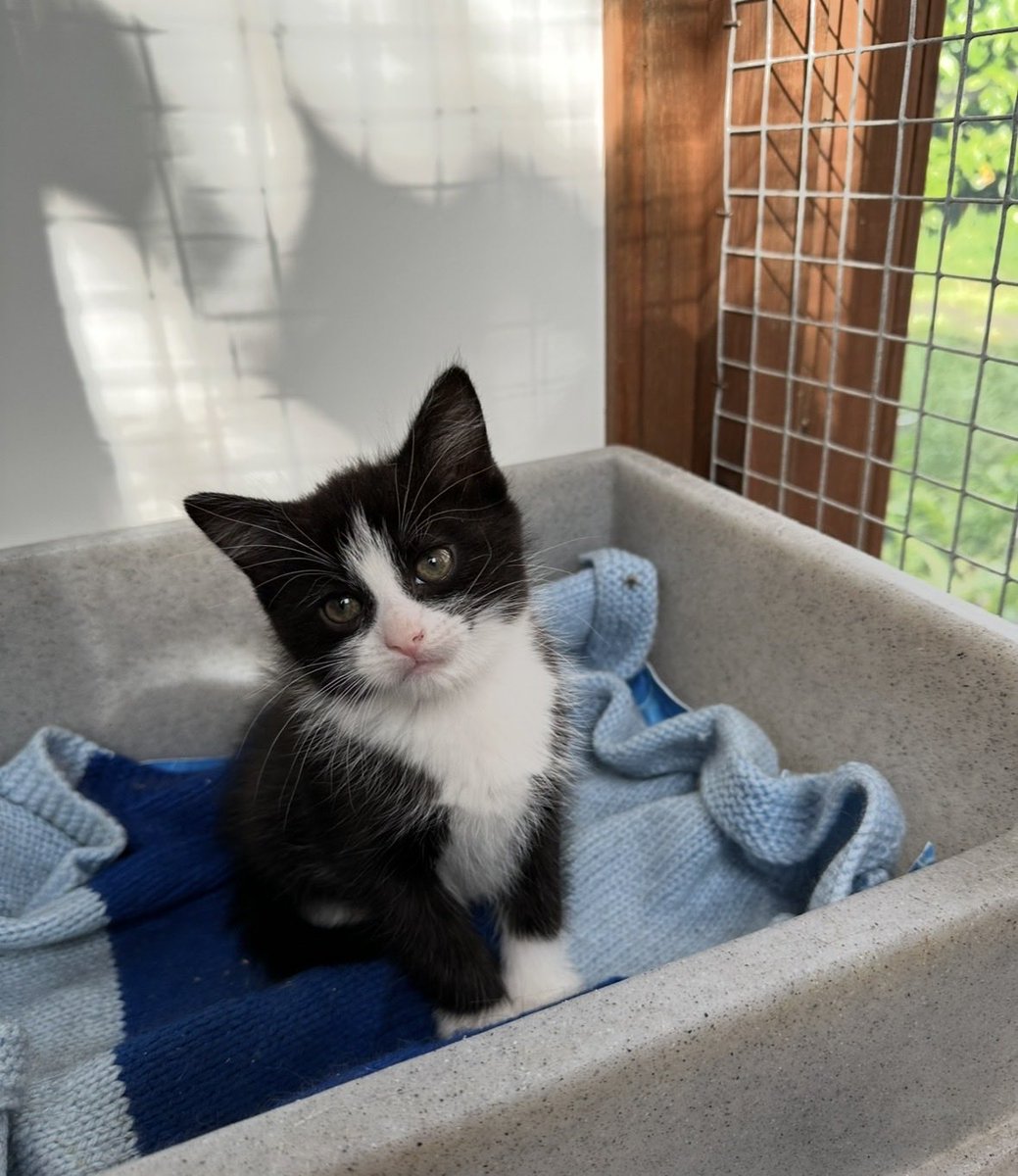 Cedric The Cat (@cat_cedric) / Posts / X