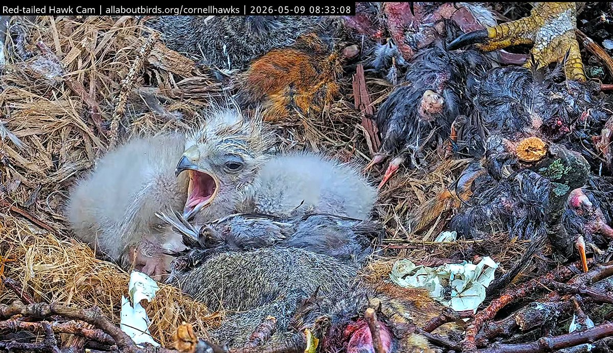 5/9/26 Our first look at P3 after hatch. No Fair. Turn around please ...
