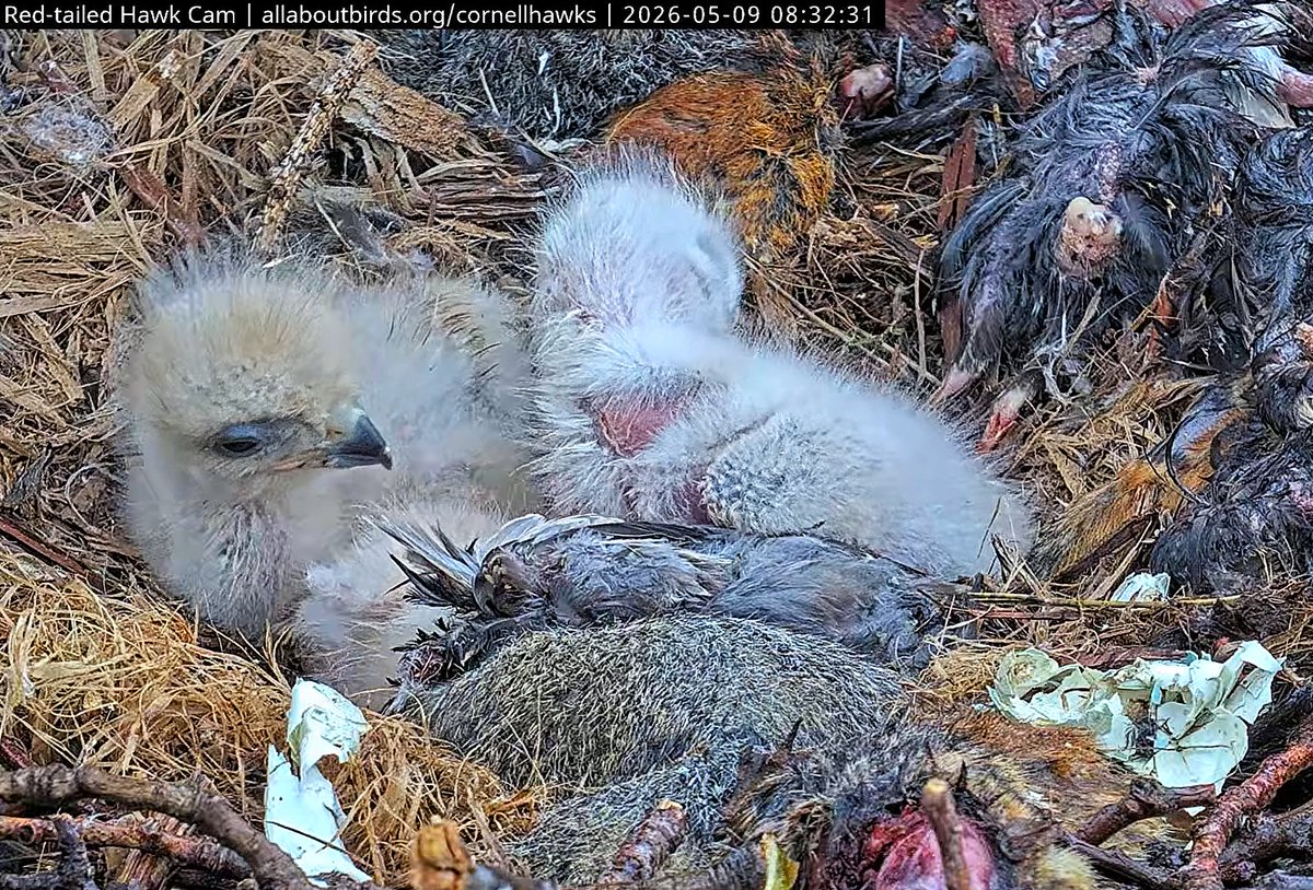 5/9/26 Our first look at P3 after hatch. No Fair. Turn around please ...