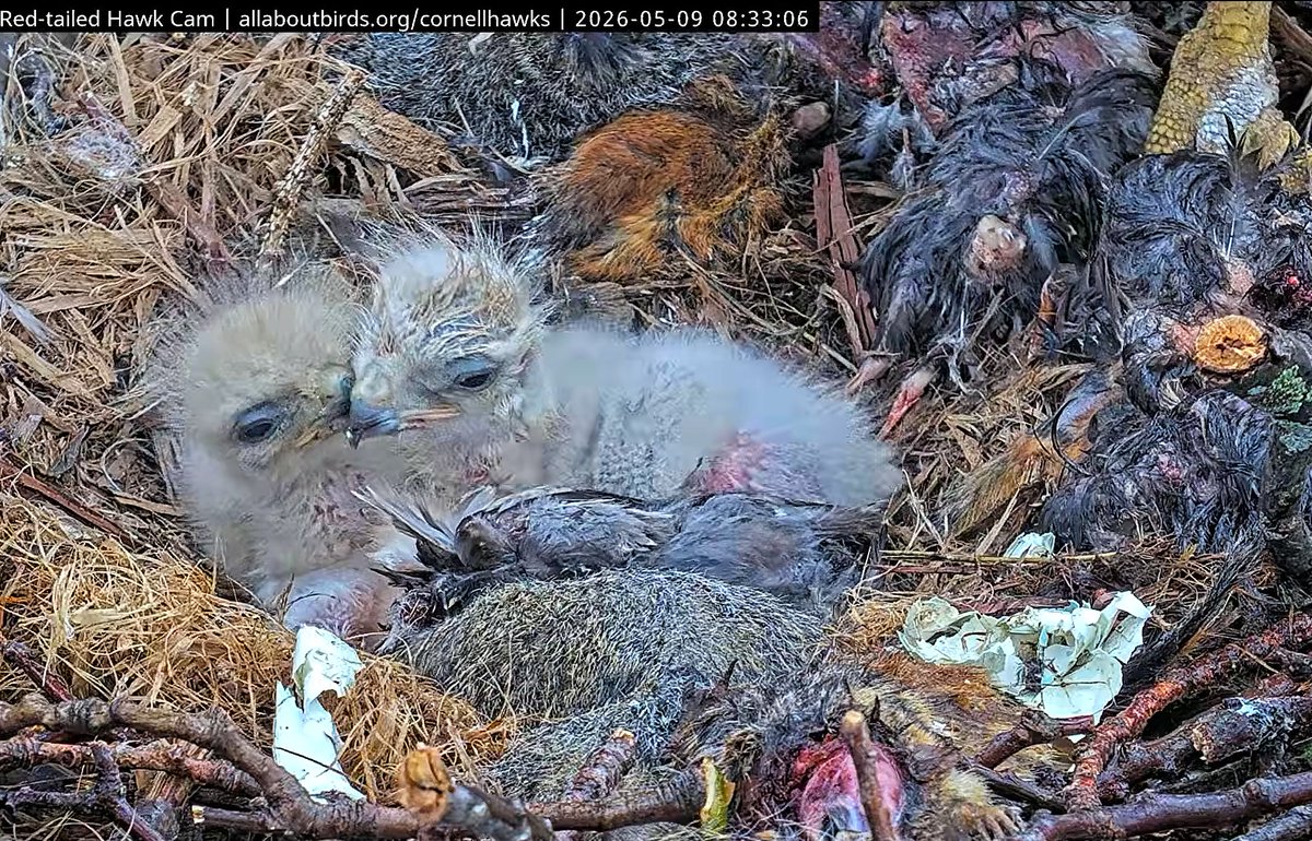 5/9/26 Our first look at P3 after hatch. No Fair. Turn around please ...