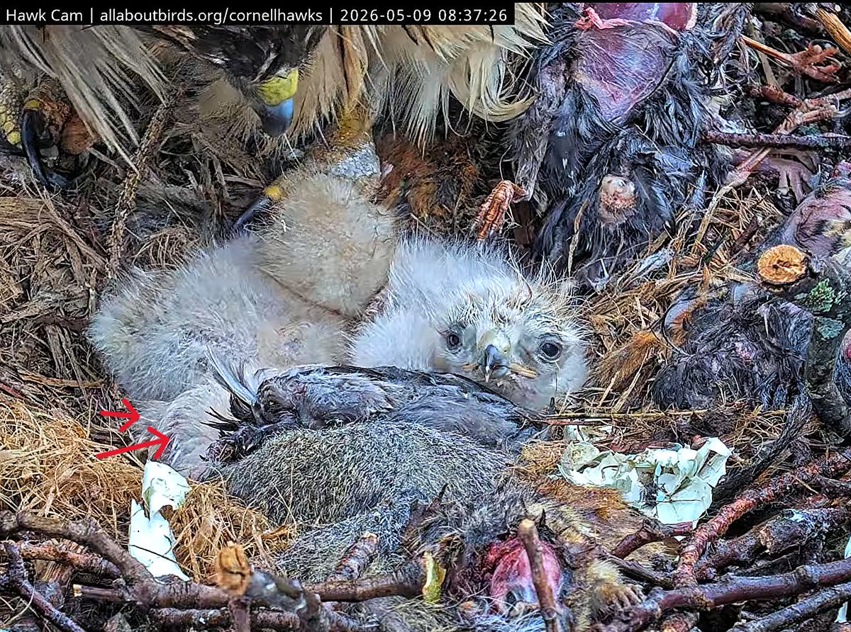 5/9/26 Our first look at P3 after hatch. No Fair. Turn around please ...