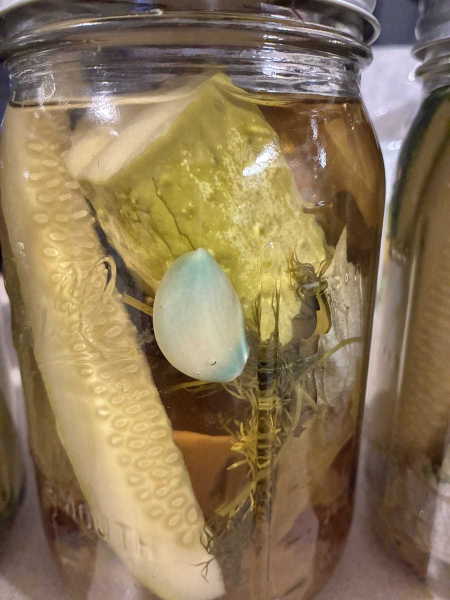 Canned 3 jars of dill pickles from my garden cucs with one of the ...