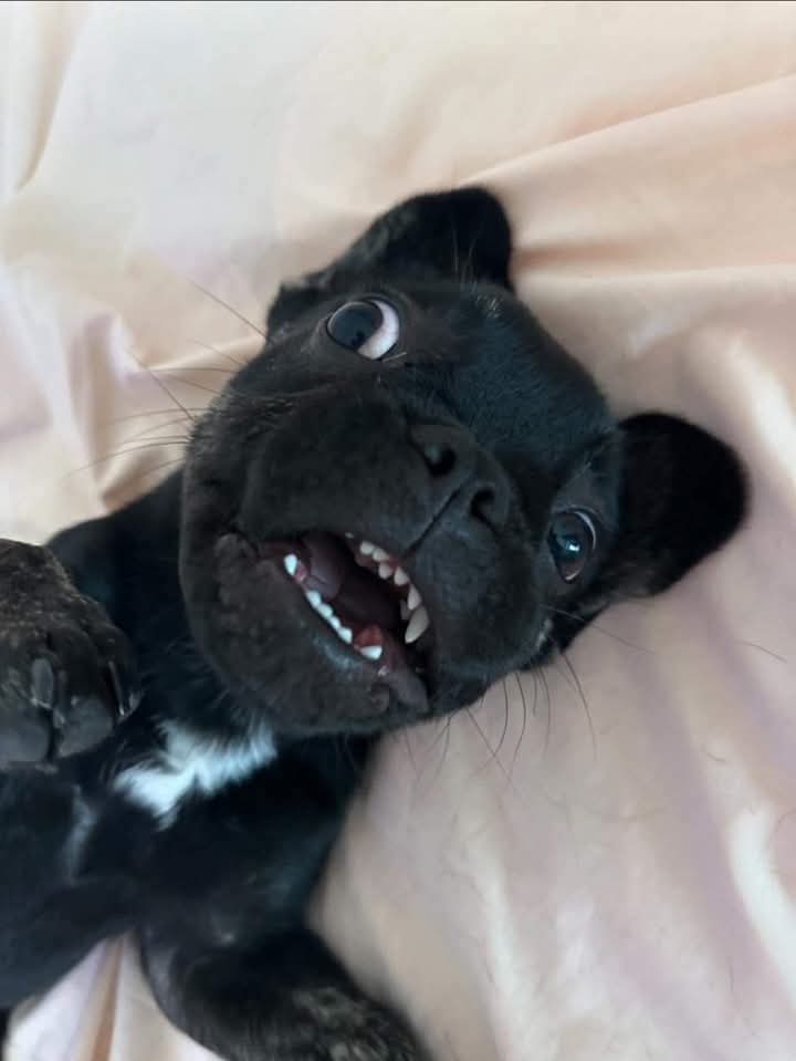 Frenchies Zone (@FrenchiesZone) / Posts / X
